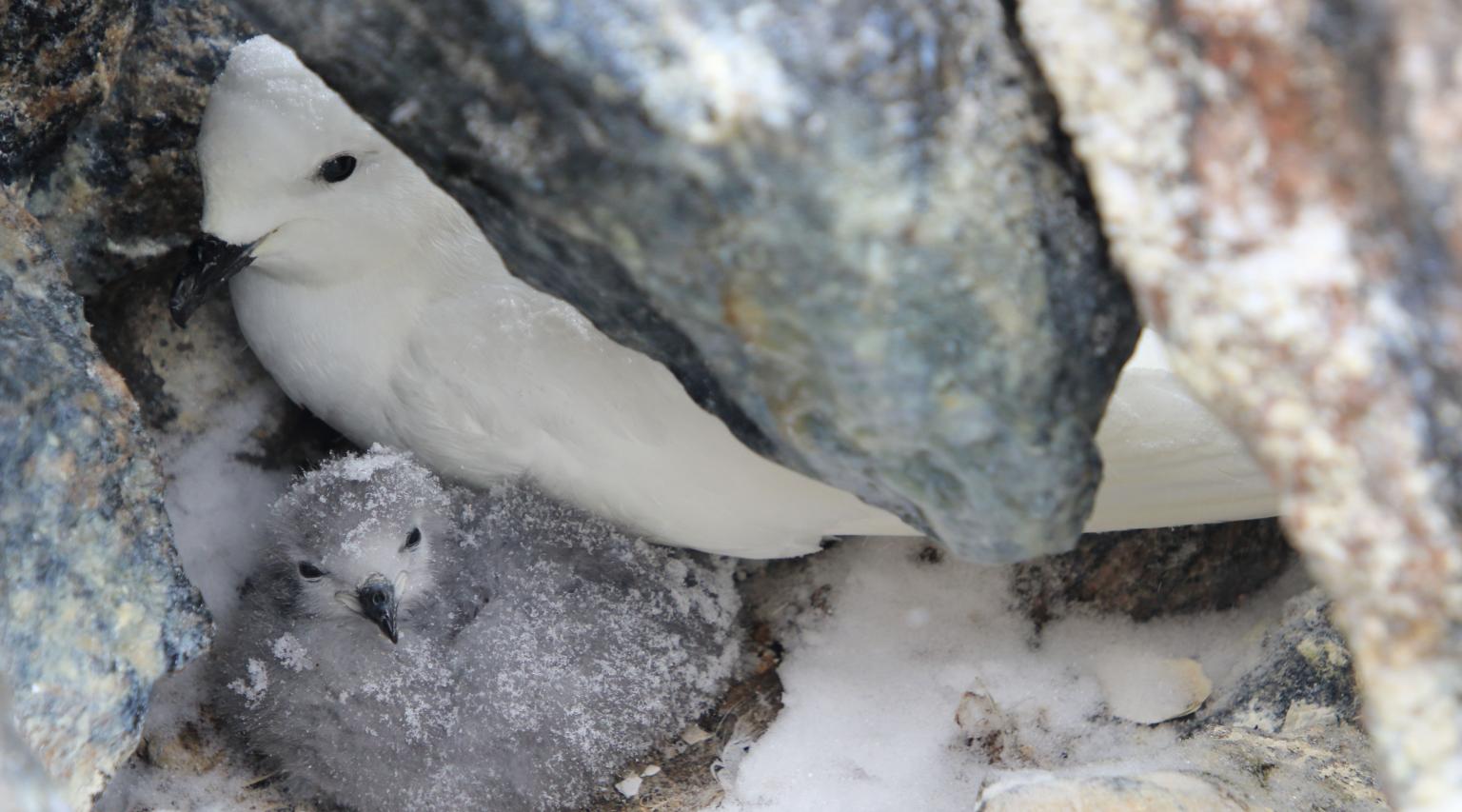 Penguin Awareness Day 2025 | WWF